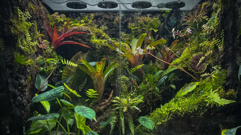 A Beginner's Guide to Setting Up a Vivarium | OUD Naturescapes