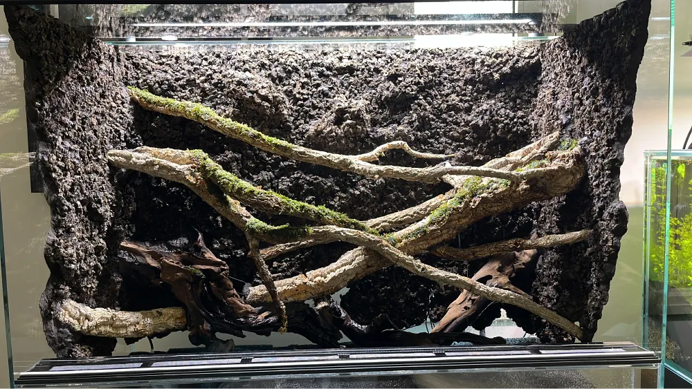 A Beginner's Guide to Setting Up a Vivarium | OUD Naturescapes